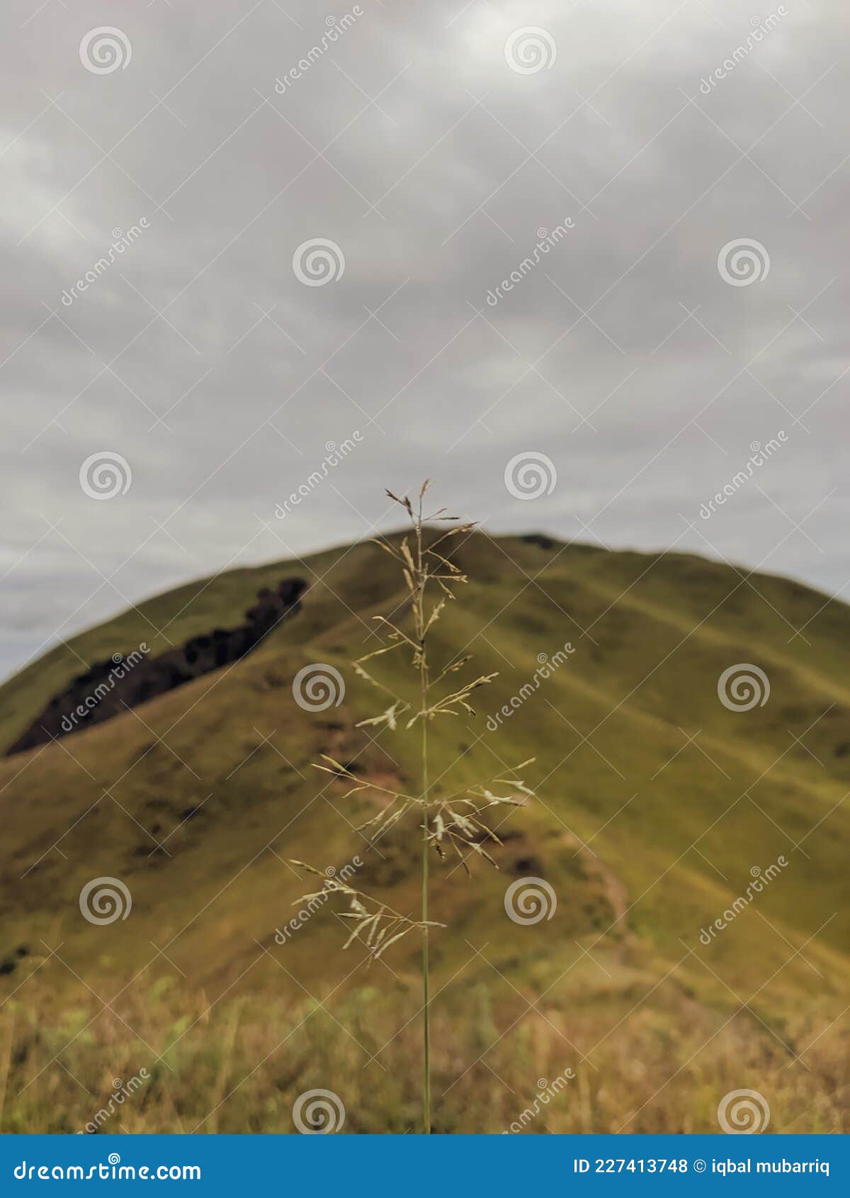 Holbung stock photo. Image of plateau, mountain, sumatera - 227413748