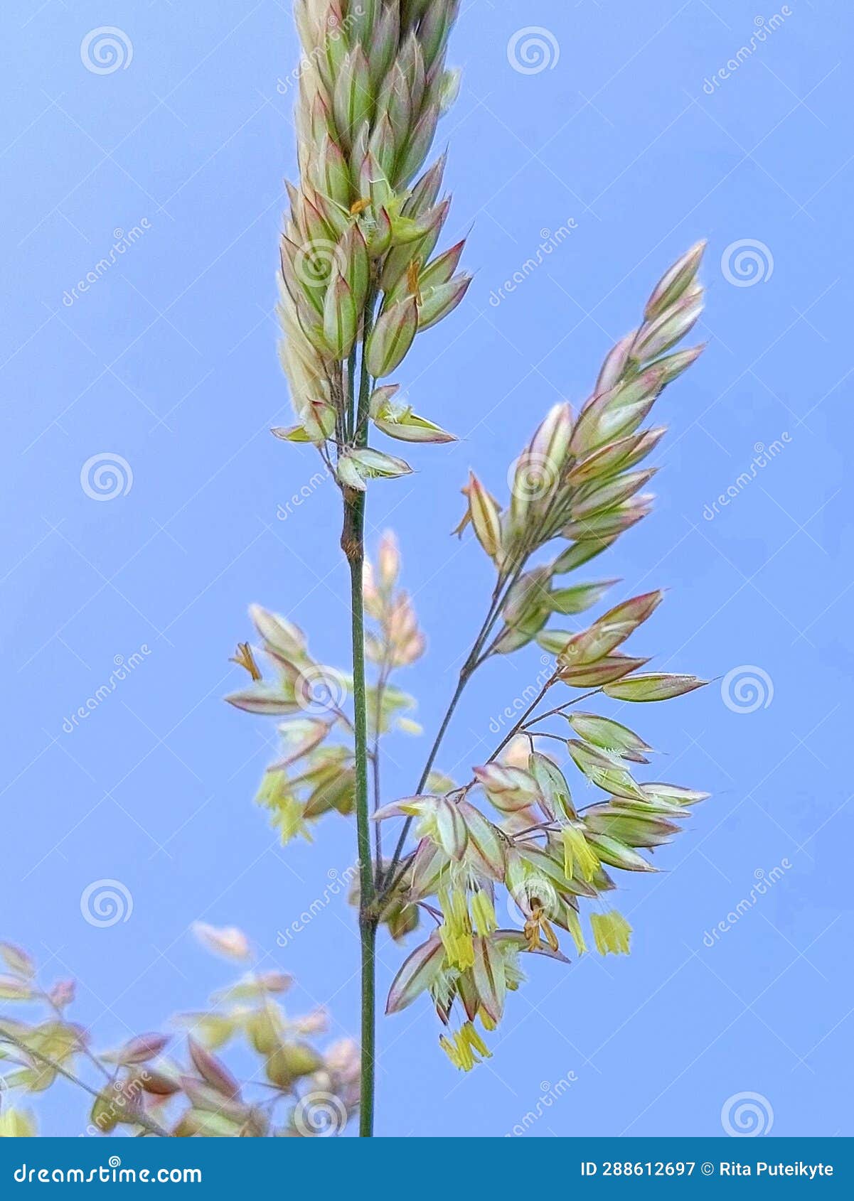 Holcus Lanatus, Common Names Include Yorkshire Fog, Tufted Grass, And ...