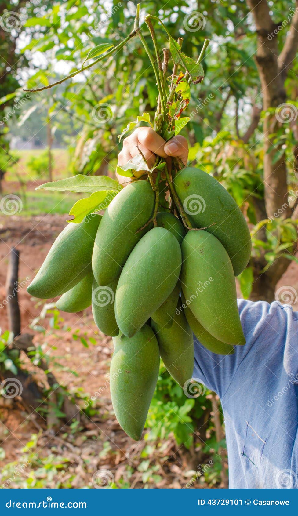 Hold Green Mango in Hand at Garden Stock Image - Image of plantation ...