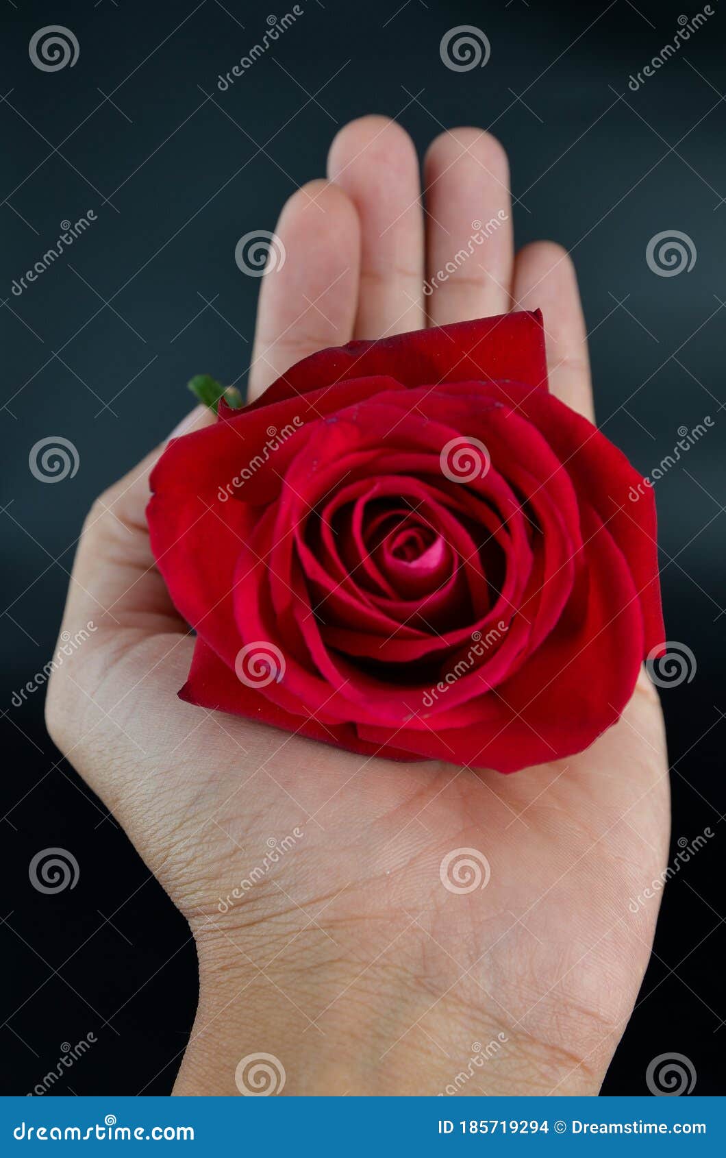 Hold Red Rose Black Background. Stock Photo - Image of care, hand ...