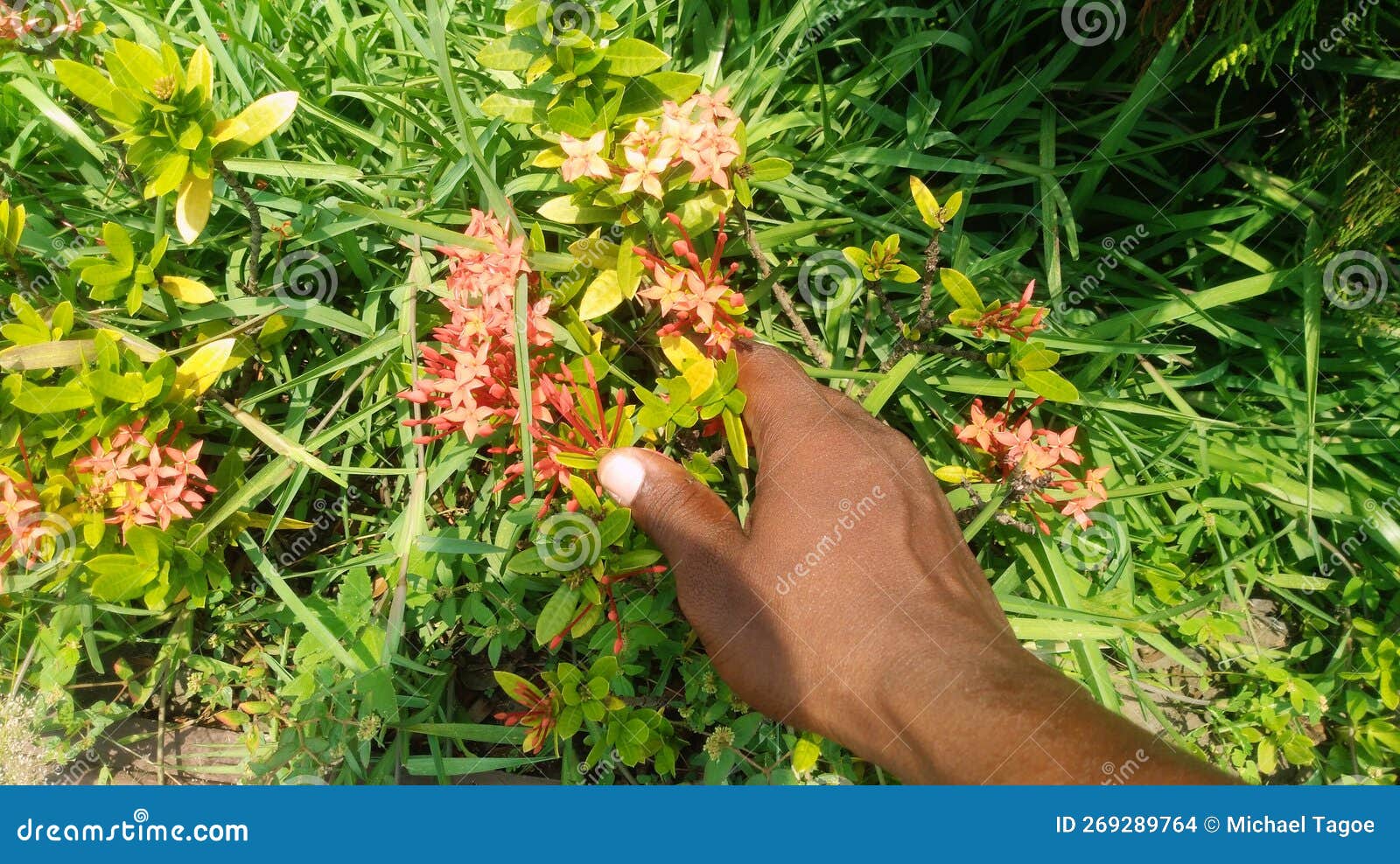 Holding Beautiful Flowers for Environmental Beautification. Stock Photo ...
