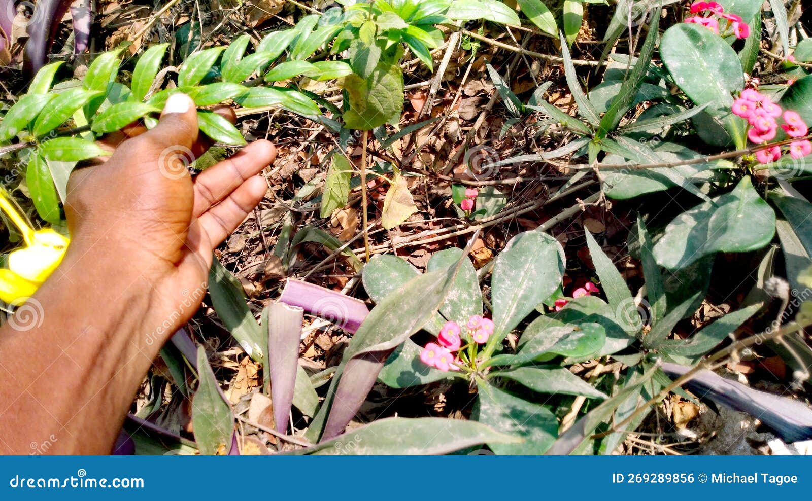 Holding Beautiful Flowers for Environmental Beautification Stock Photo ...