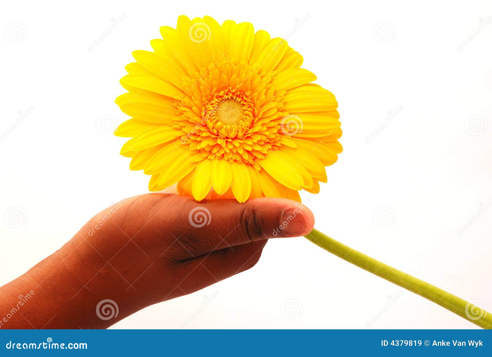 Holding a Big Yellow Gerbera Stock Image - Image of stem, daisy: 4379819