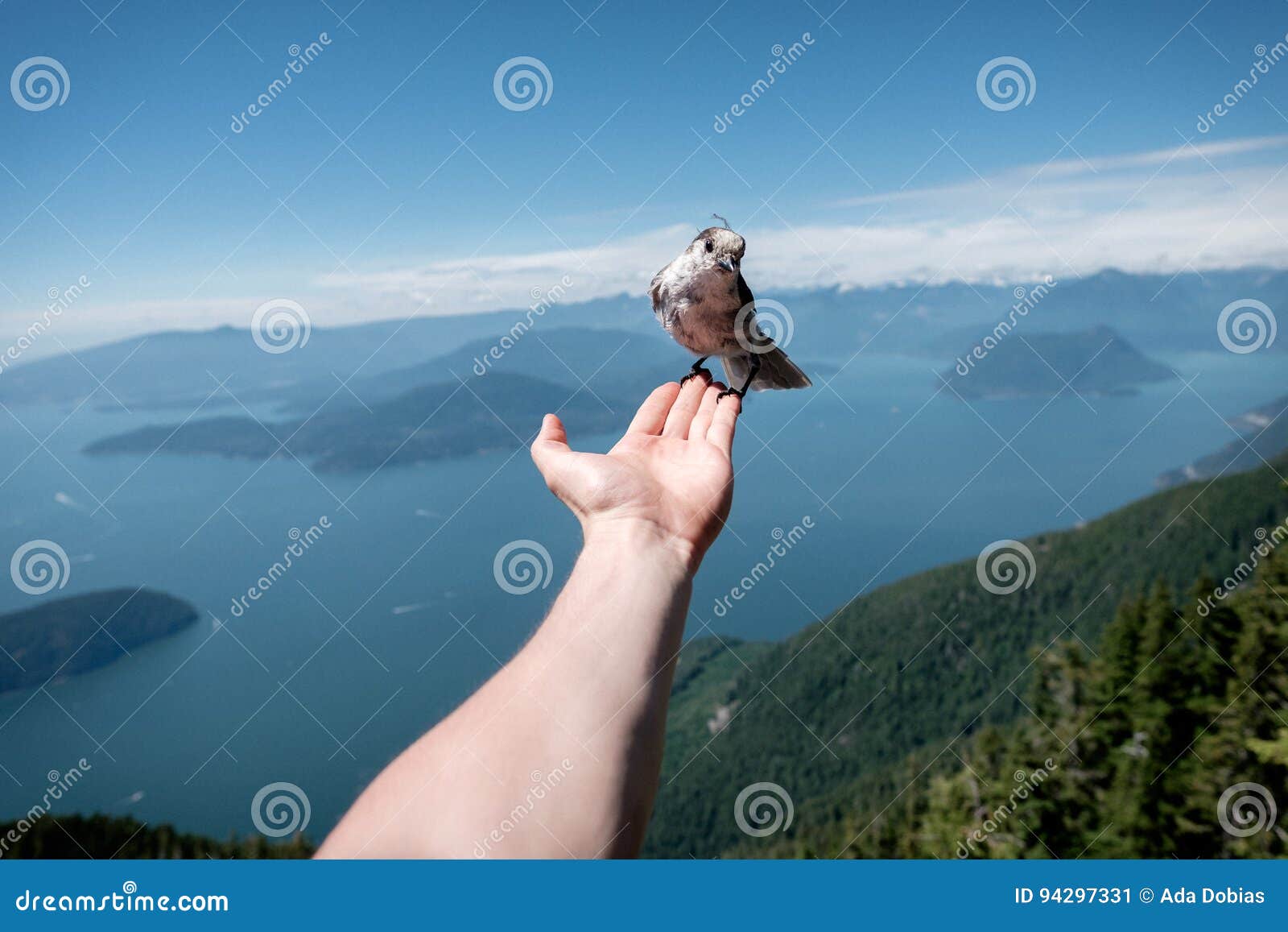 Holding a Bird in a Palm of My Hand Stock Image - Image of orange ...