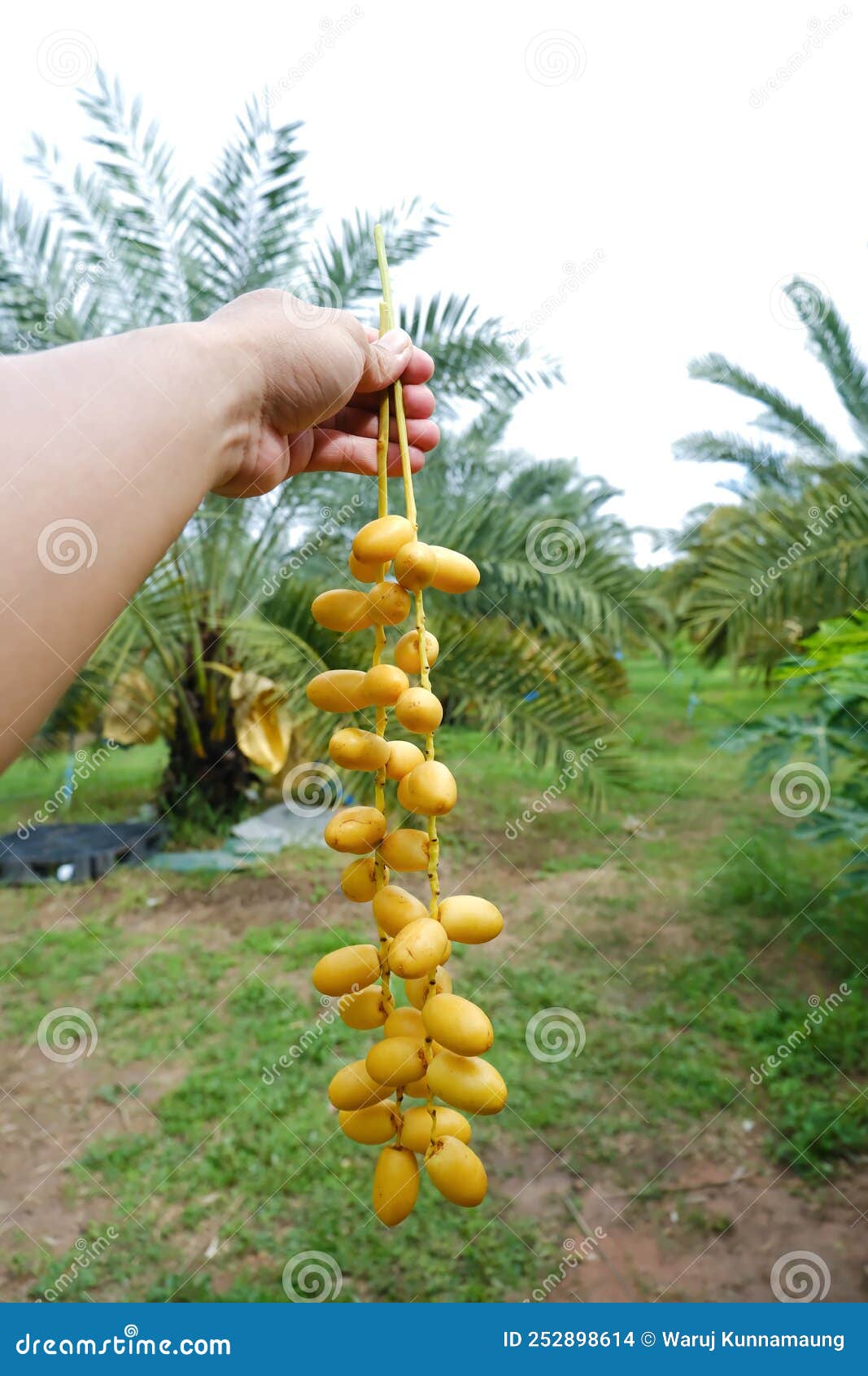 Holding a Bunch of Fresh Dates Palm in the Plantation. Stock Photo ...
