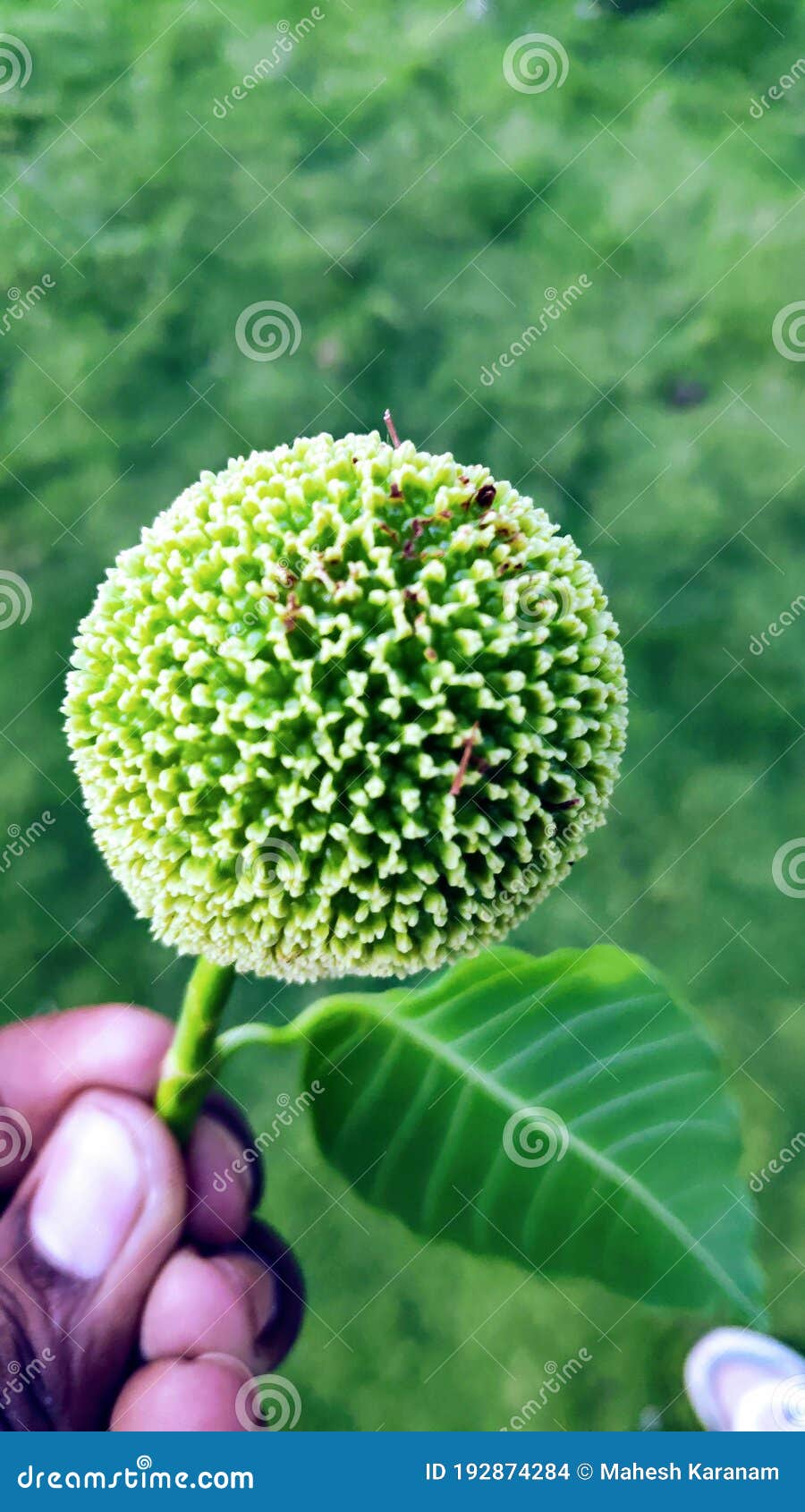 Holding a Burflower in Green Grass Stock Photo - Image of beautiful ...