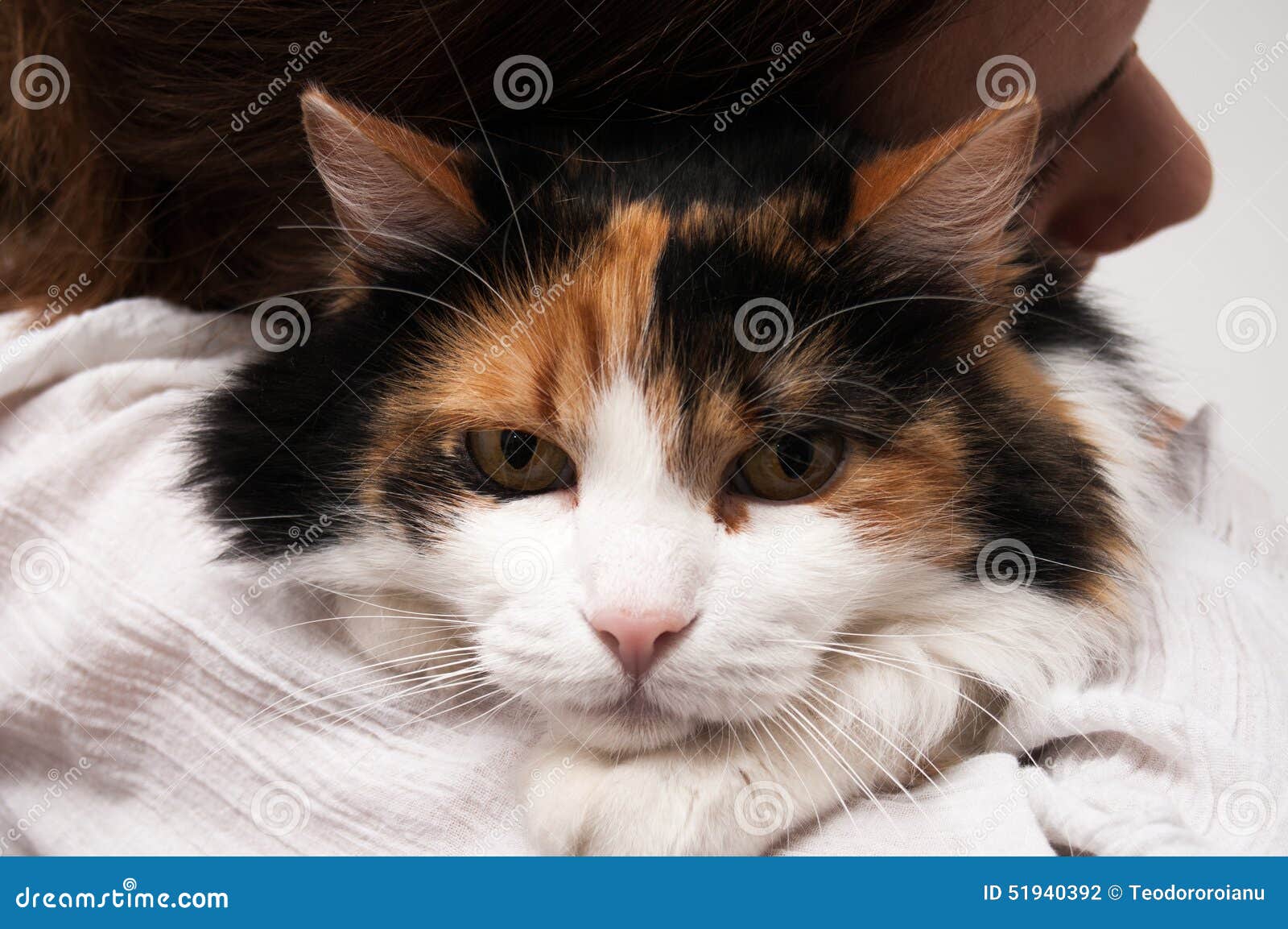 Holding a cat in arms stock photo. Image of kitty, furry - 51940392