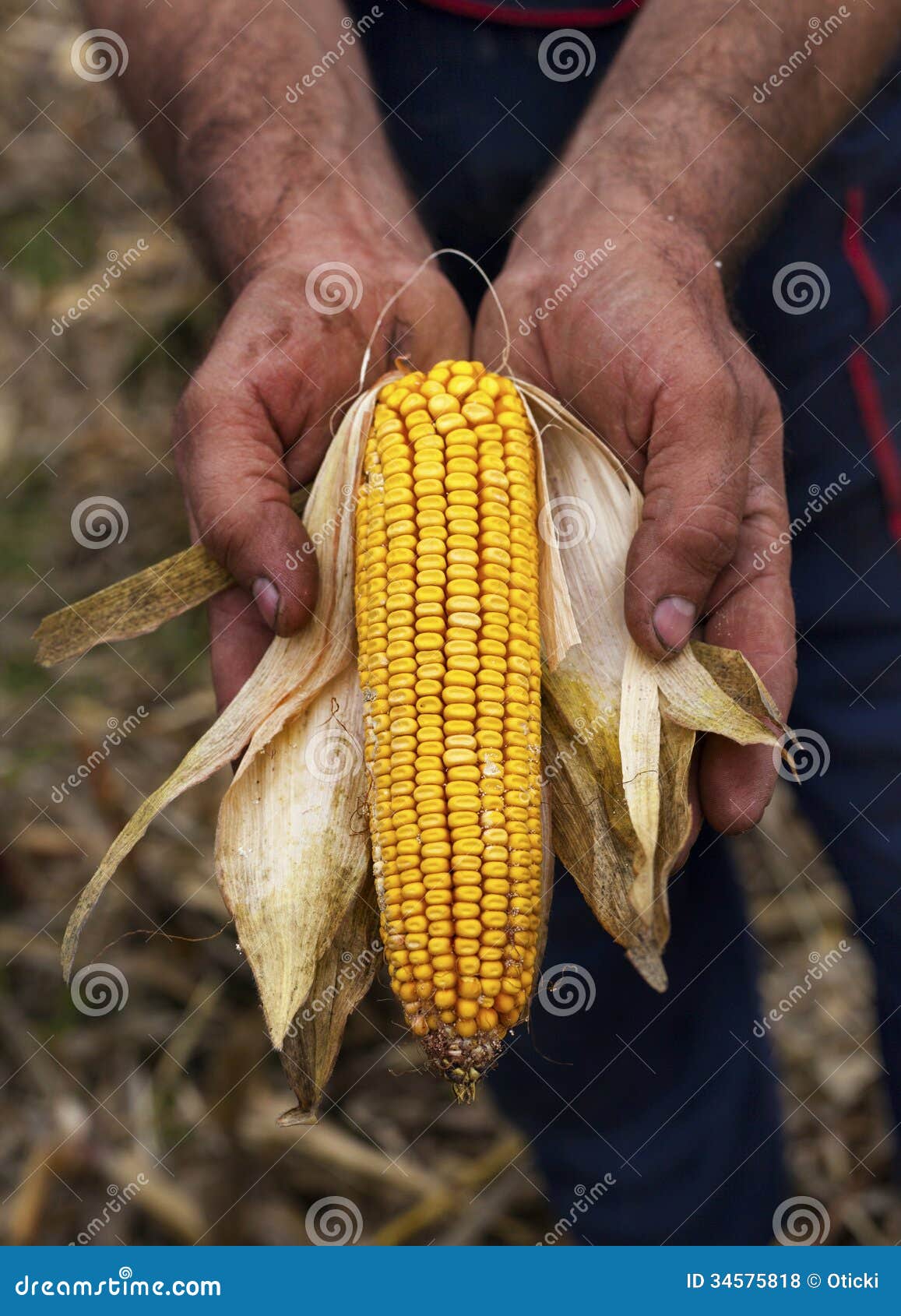 Holding corn maize ear stock photo. Image of food, modified - 34575818