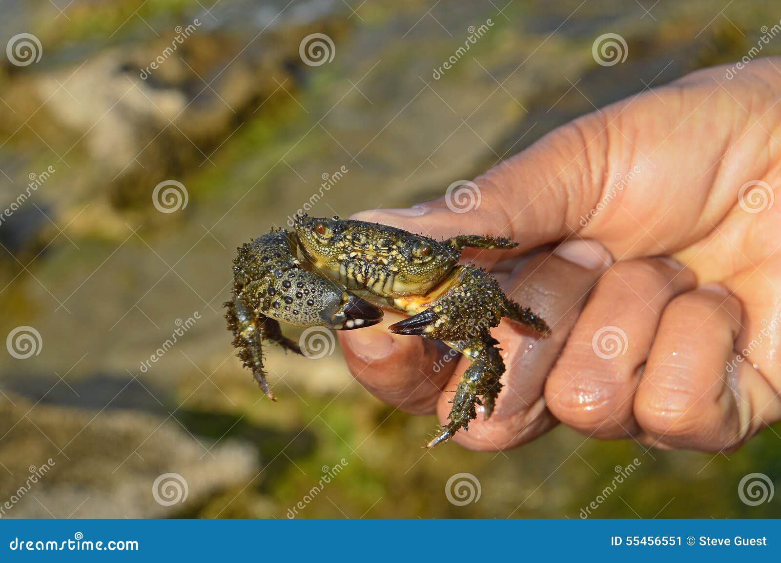 Holding a Crab stock image. Image of female, crab, fingers - 55456551