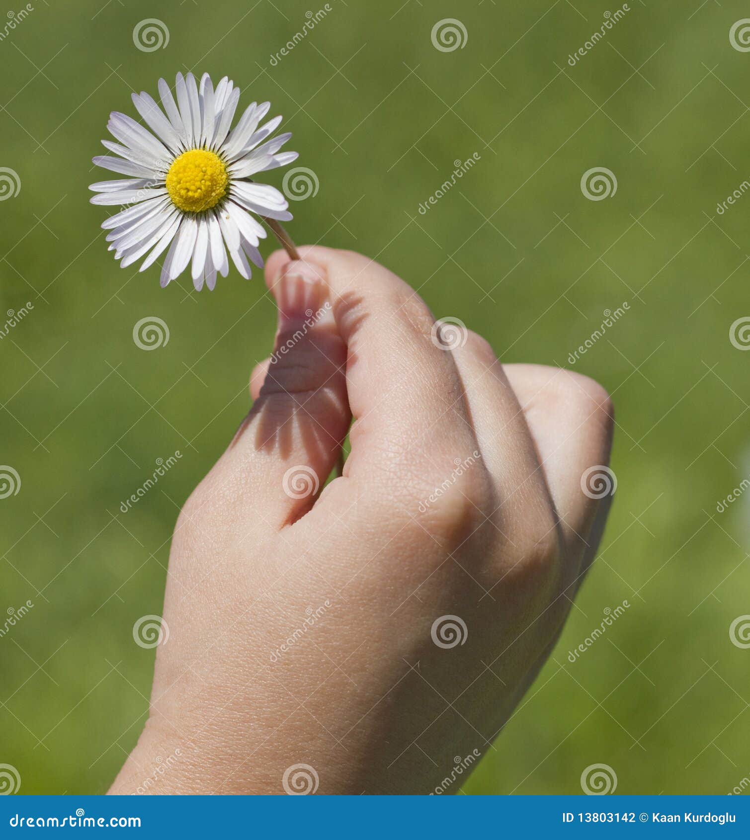 Holding a daisy stock photo. Image of life, leaf, flower - 13803142
