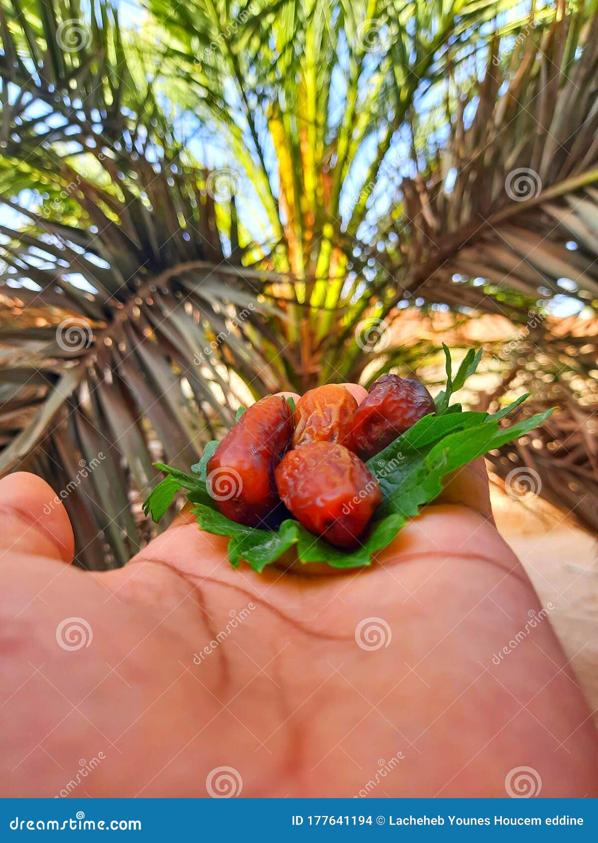 Holding Dates Palms Tree in Springtime Stock Photo - Image of wonderful ...