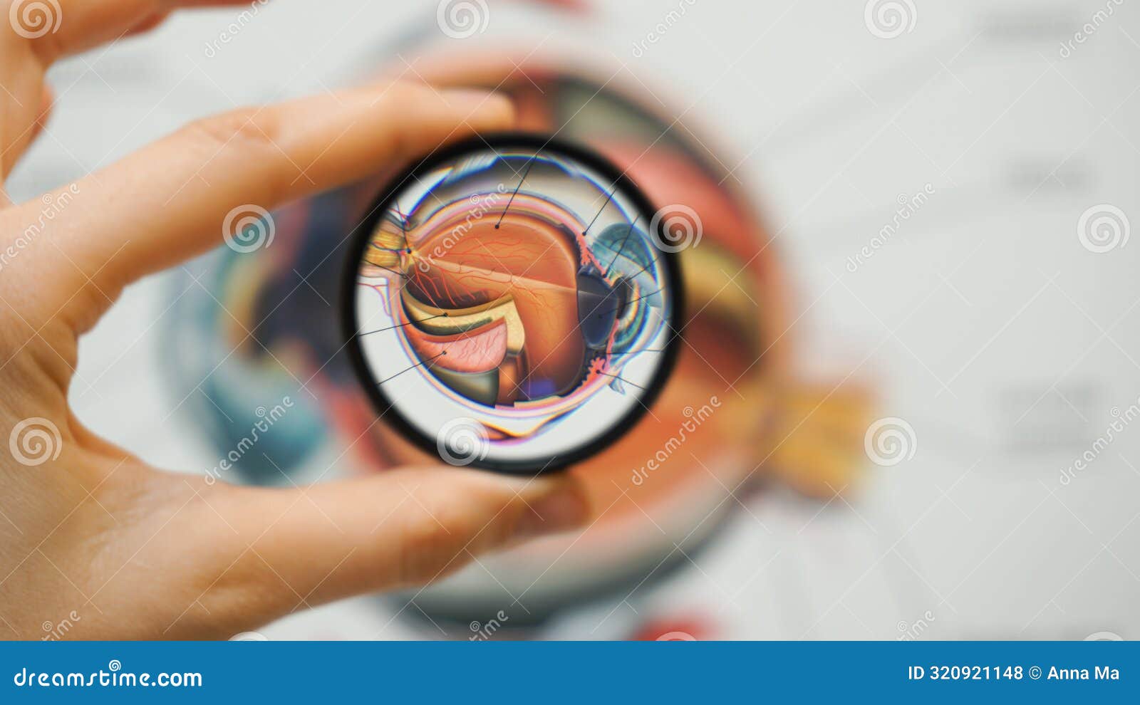 Holding Lens in Front of a Anatomical Image of an Eye in ...