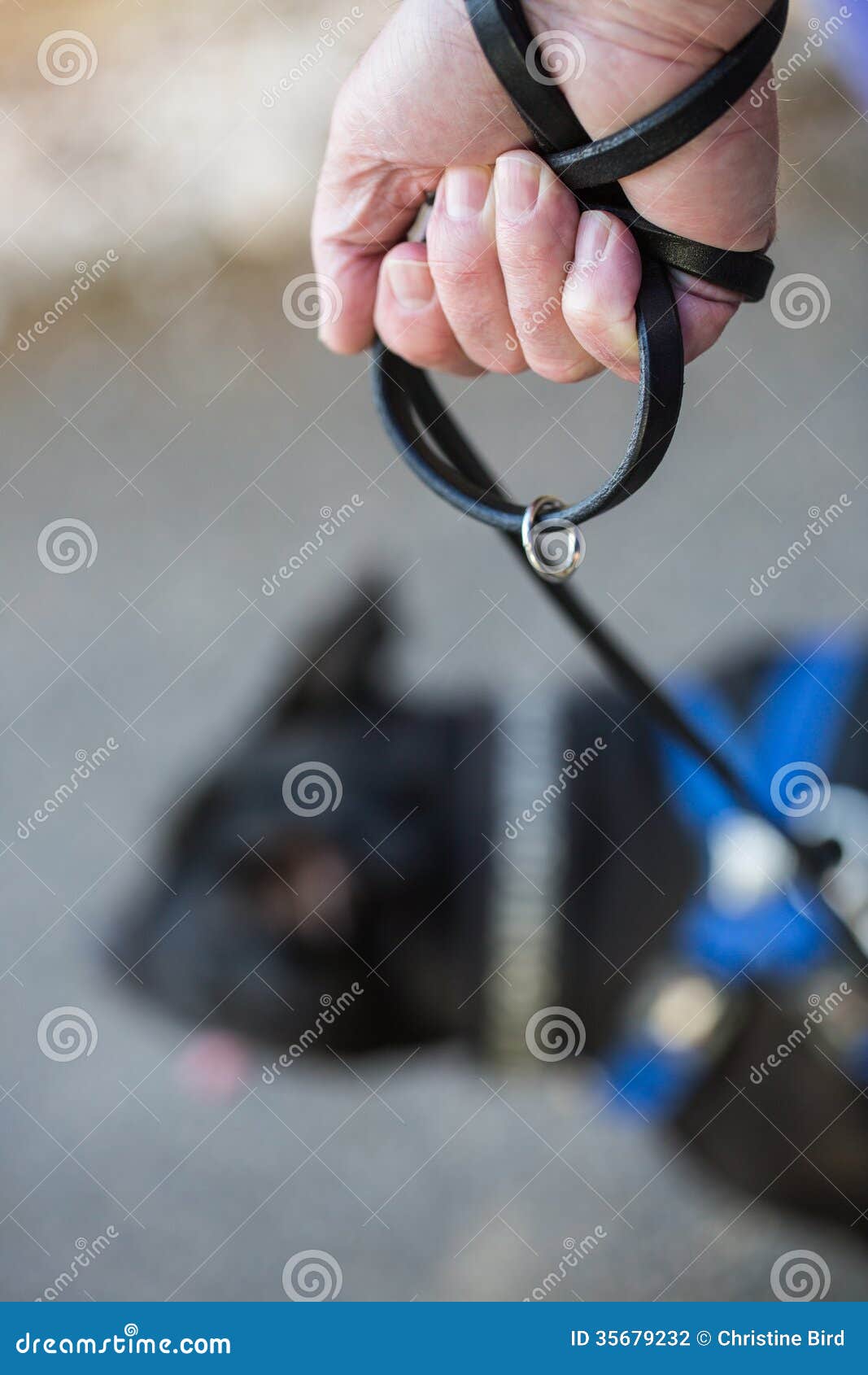Holding a dog lead. stock photo. Image of black, human - 35679232