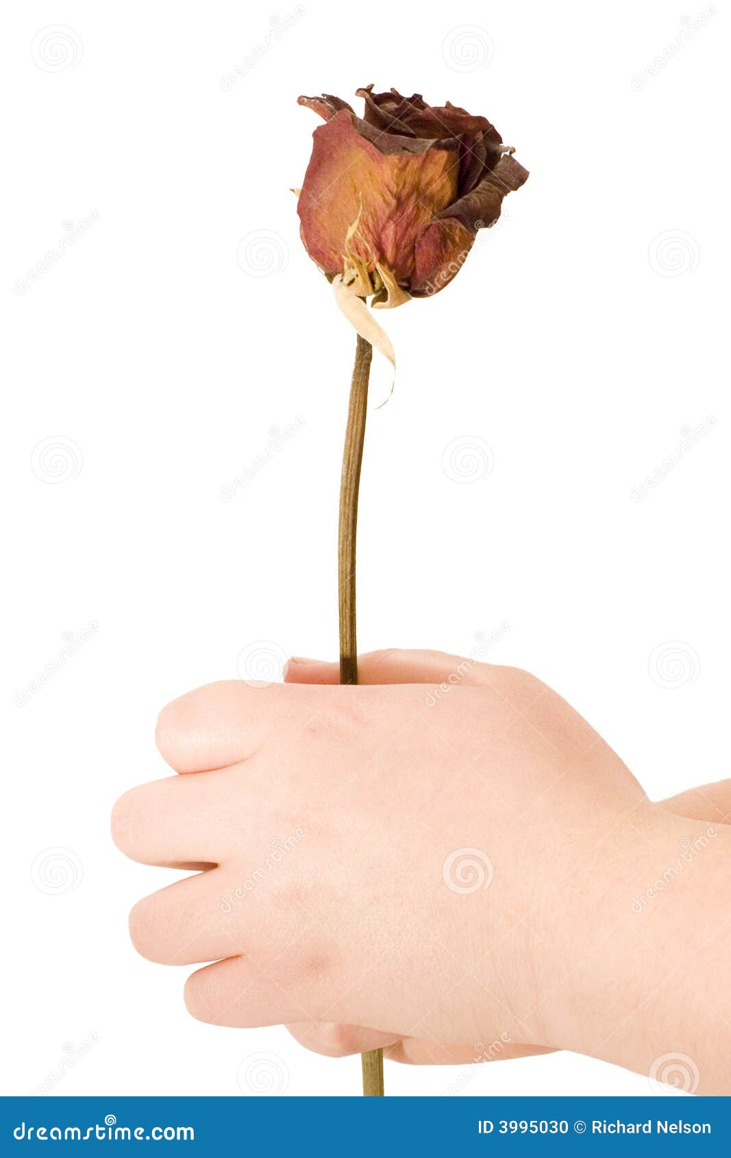 Hands Holding Offering Rose Petals Stock Photos - Free & Royalty-Free ...