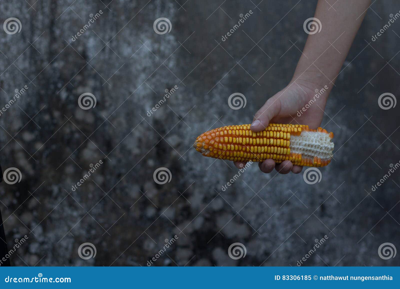 Holding an Ear of Corn in Hand Stock Image - Image of agriculture, fuel ...