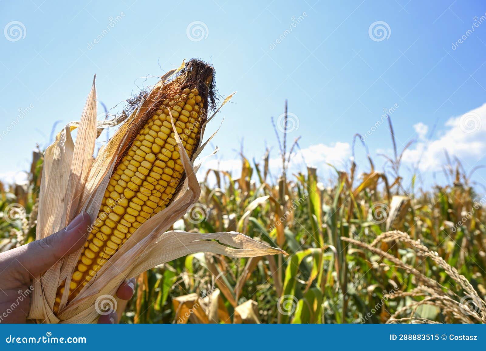 Holding ear of corn stock image. Image of healthy, cereal - 288883515
