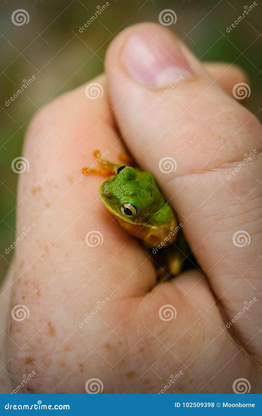 Holding a Frog stock photo. Image of amphibian, hand - 102509398