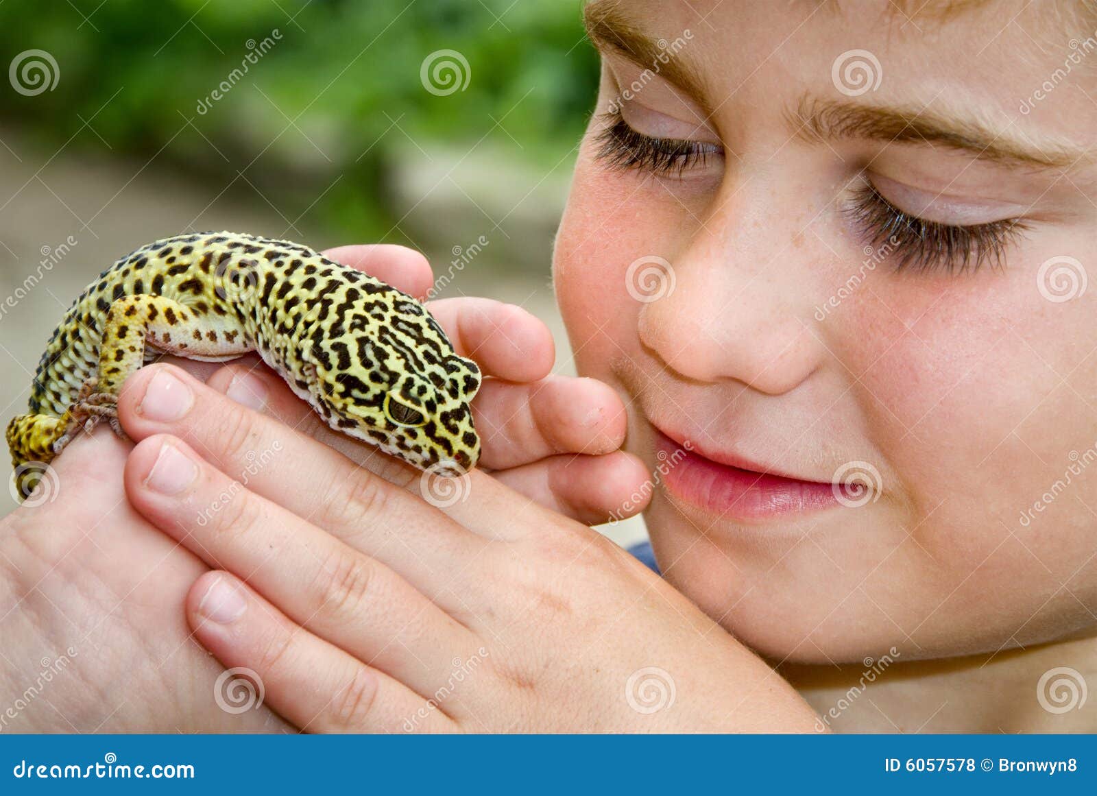 Holding Gecko stock photo. Image of reptile, vertebrate - 6057578