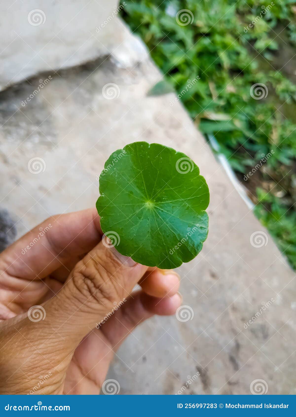 Holding Green Leaf with Hand in the Morning Stock Image - Image of tree ...