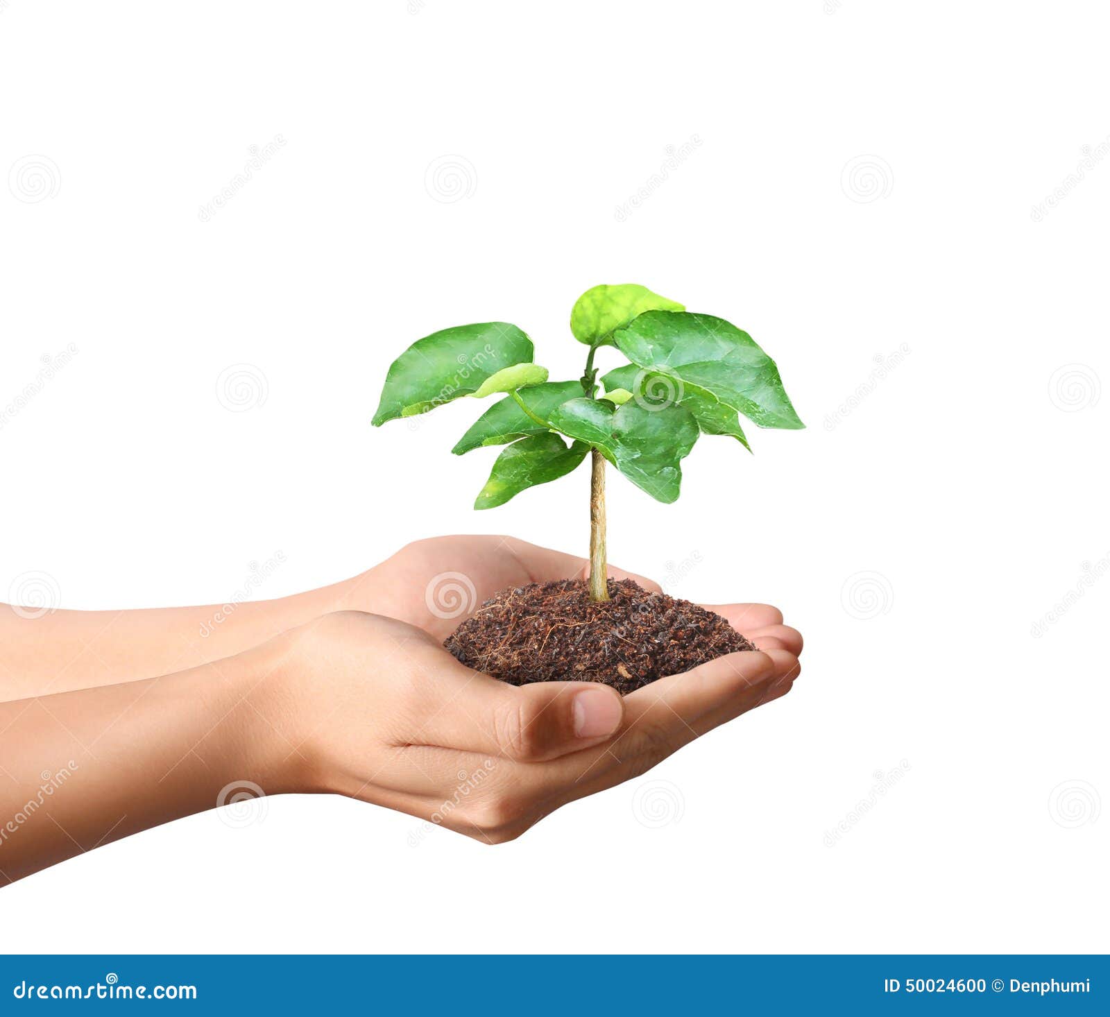 Holding Green Plant in Hand Stock Photo - Image of concept, cultivated ...