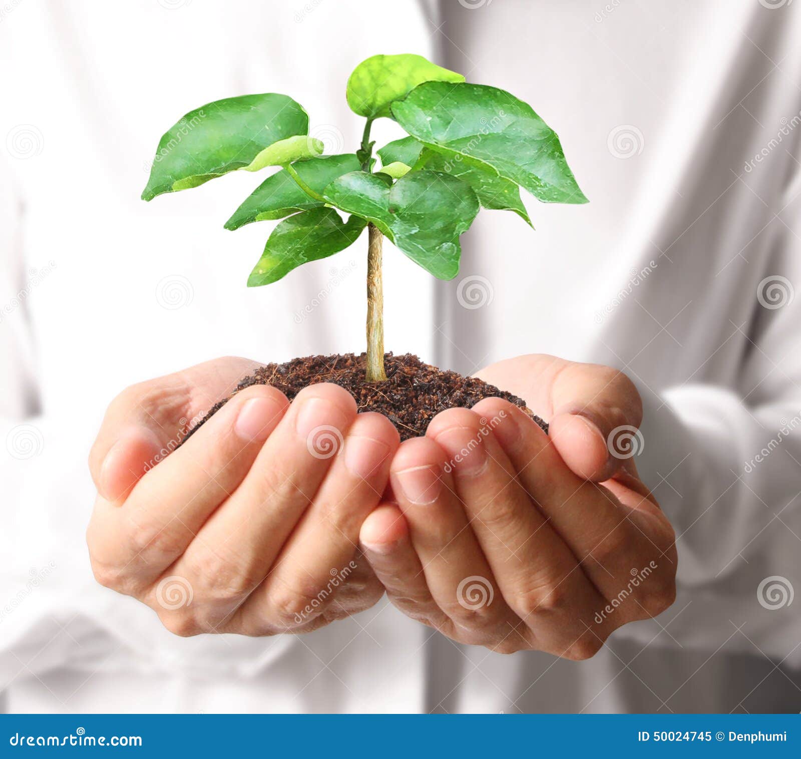 Holding Green Plant in Hand Stock Image - Image of hope, garden: 50024745