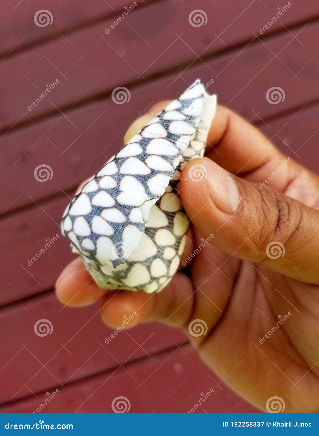 Junonia Shell Stock Photos - Free & Royalty-Free Stock Photos from ...