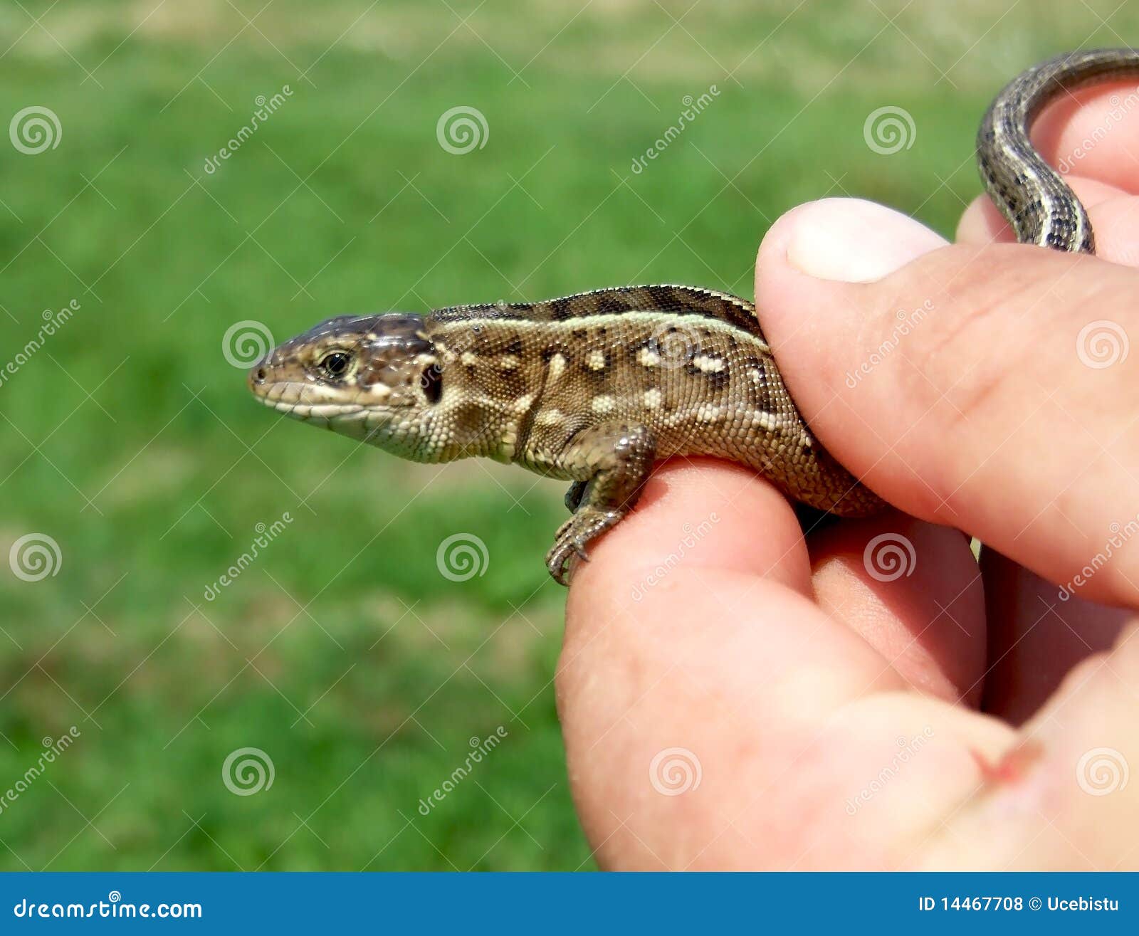 Strong Lizard Madagascar Girdled Lizard, Zonosaurus Madagascariensis ...