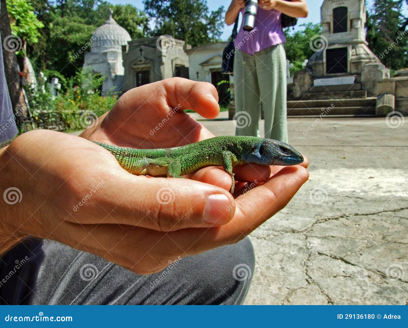 Holding a Lizard in Hands with Care Stock Photo - Image of scale, small ...
