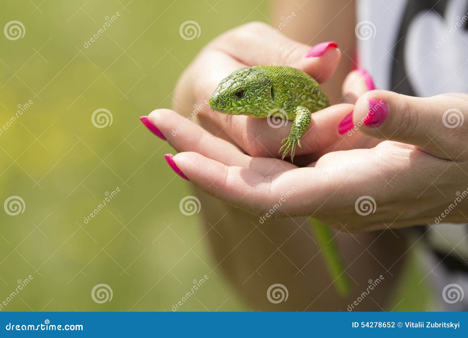 Holding a lizard stock photo. Image of reptilian, hold - 54278652