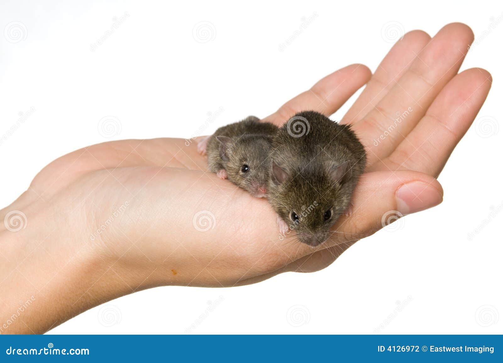 Holding Mice stock photo. Image of rodent, brown, holding - 4126972