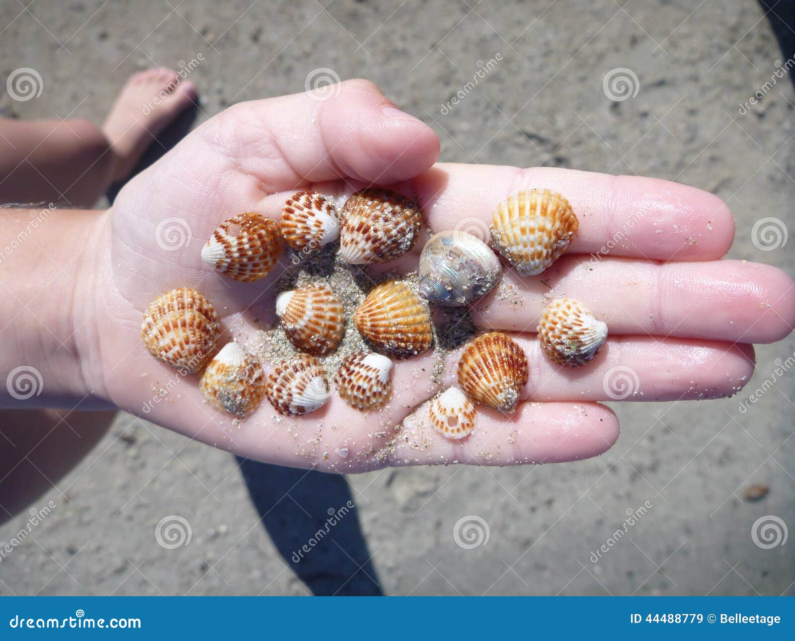 Holding Mussels in the Hand Stock Image - Image of beach, europe: 44488779
