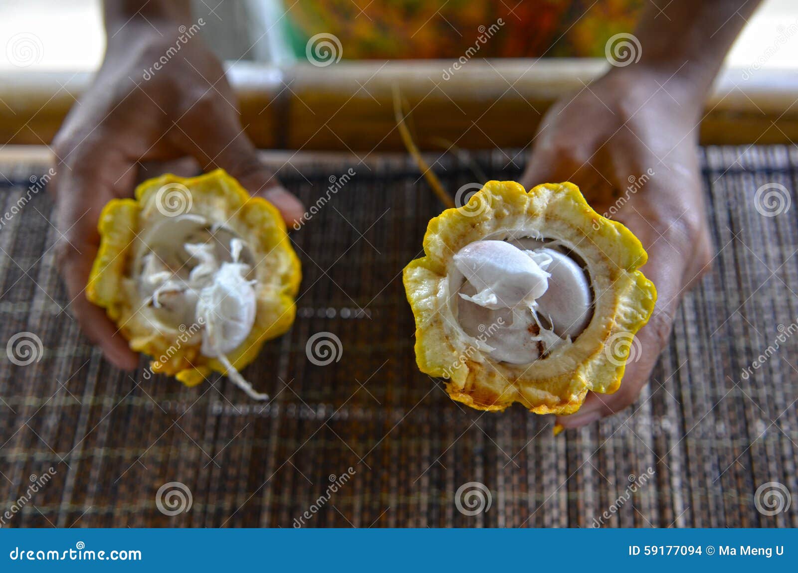Holding the open Cacao Pod stock photo. Image of cacoa - 59177094