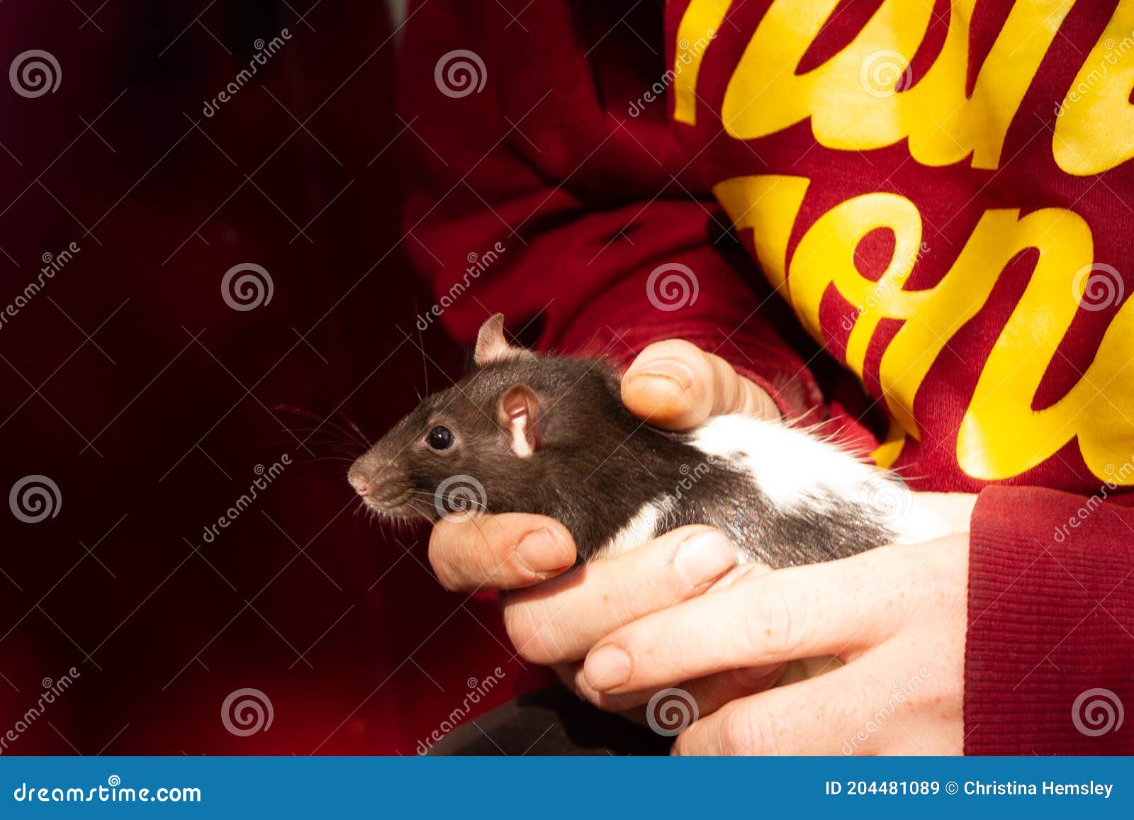 Holding a pet rat stock image. Image of white, close - 204481089