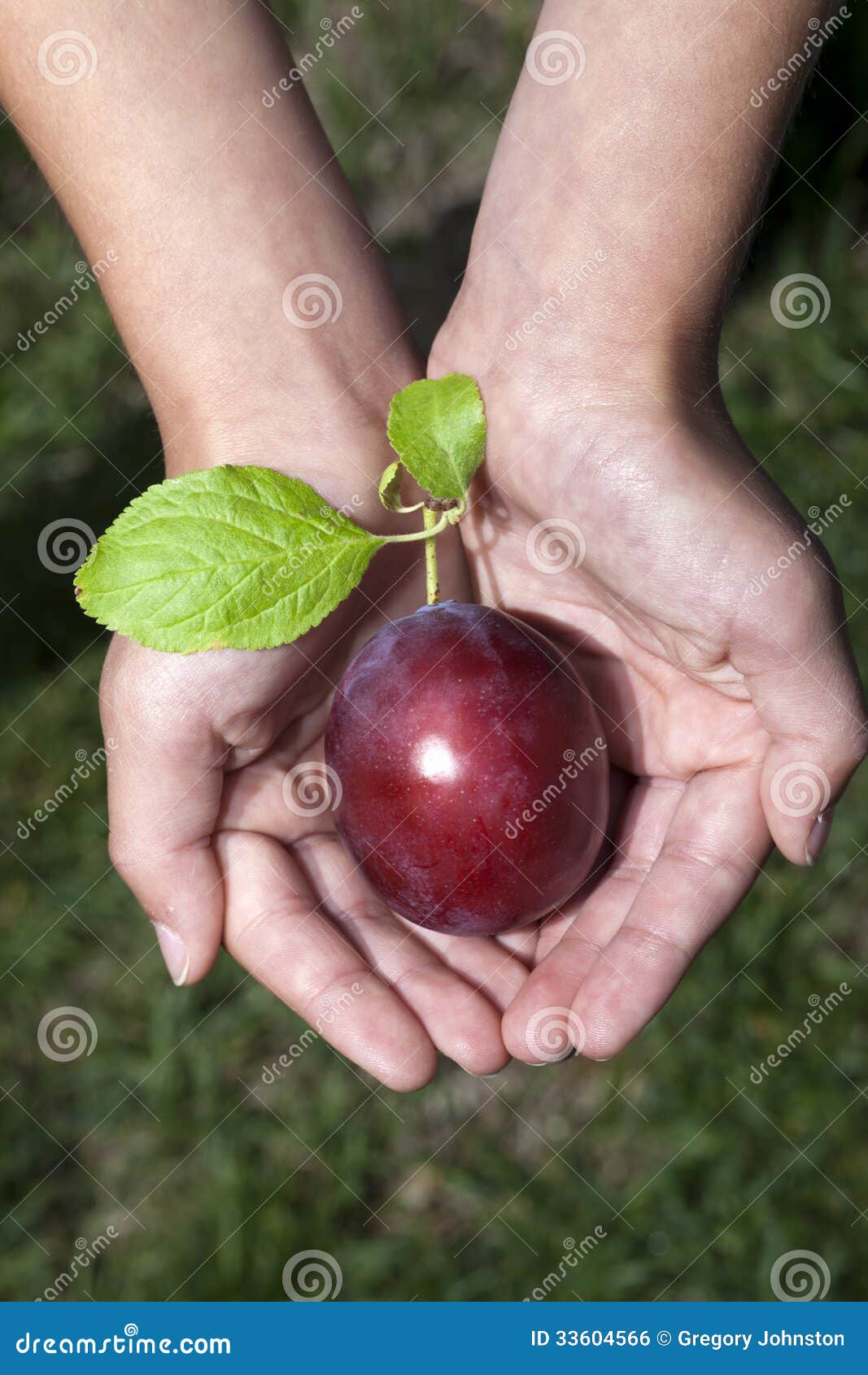 Holding plum in hands. stock photo. Image of hold, macro - 33604566