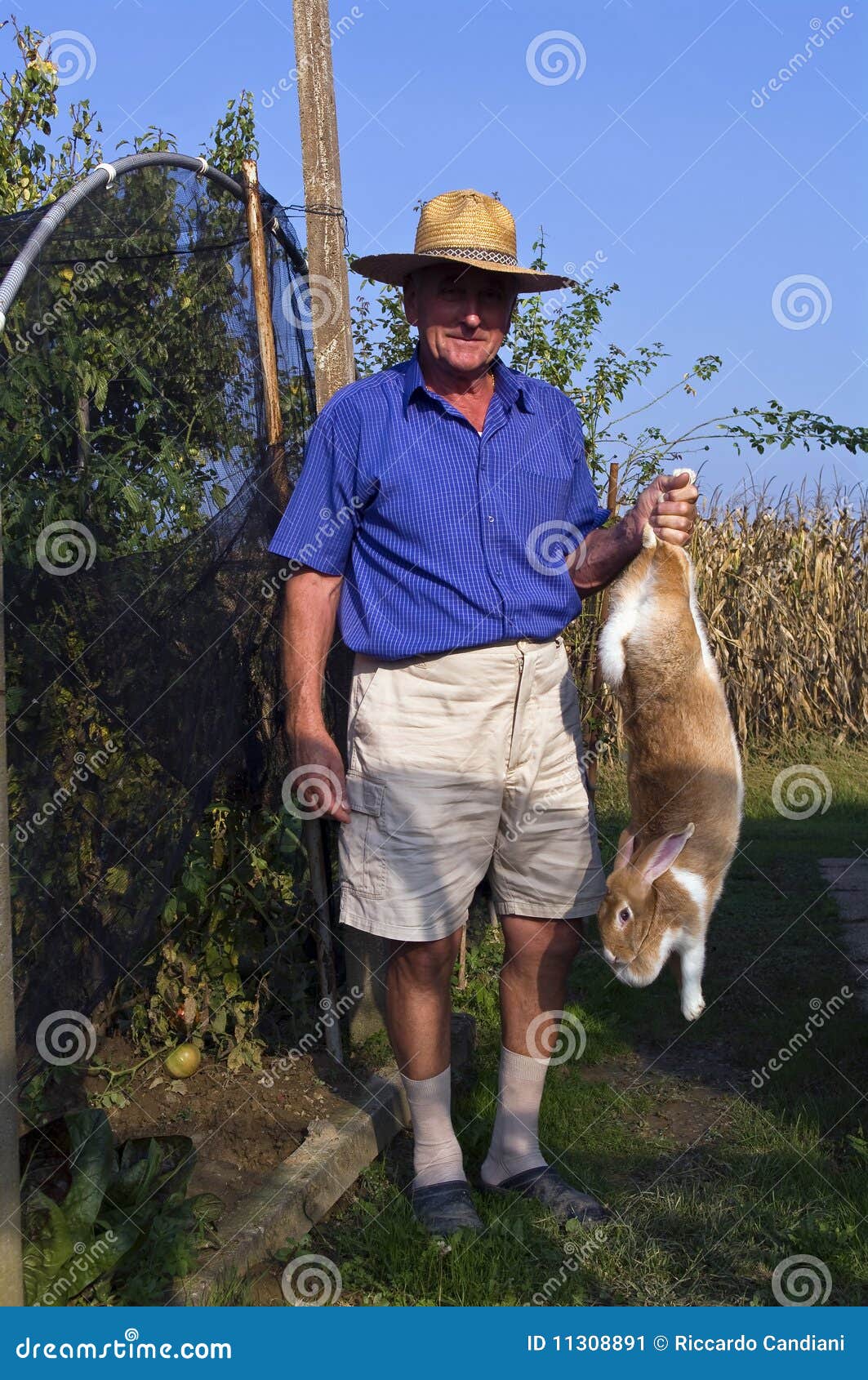 Holding a rabbit stock image. Image of country, pasture - 11308891