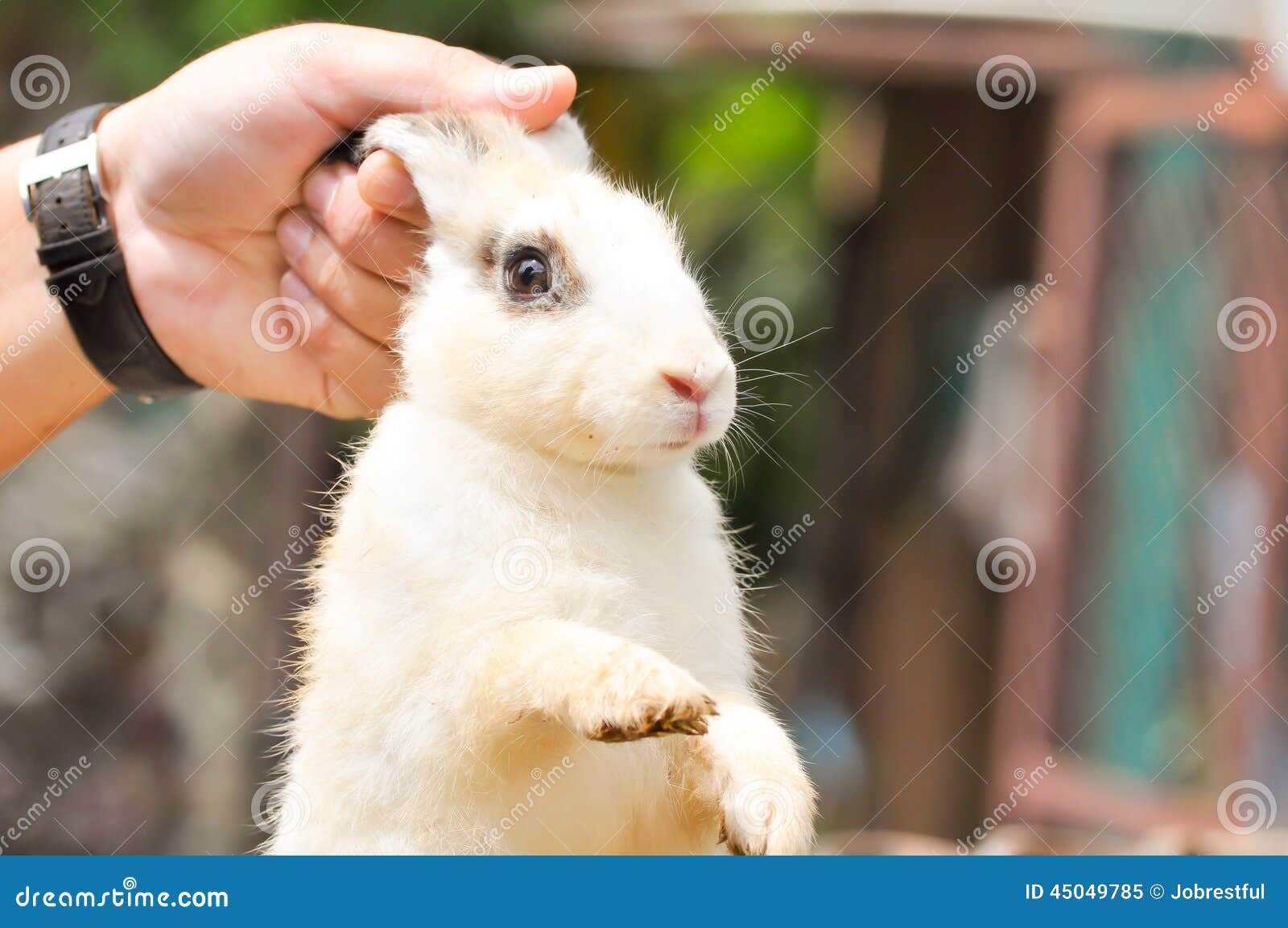 Holding a rabbit stock image. Image of relation, rabbit - 45049785