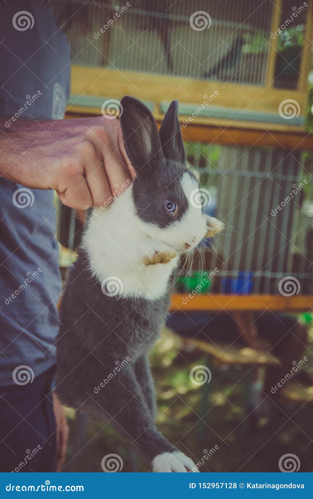 Holding a rabbit pet stock photo. Image of rabbit, fluffy - 152957128