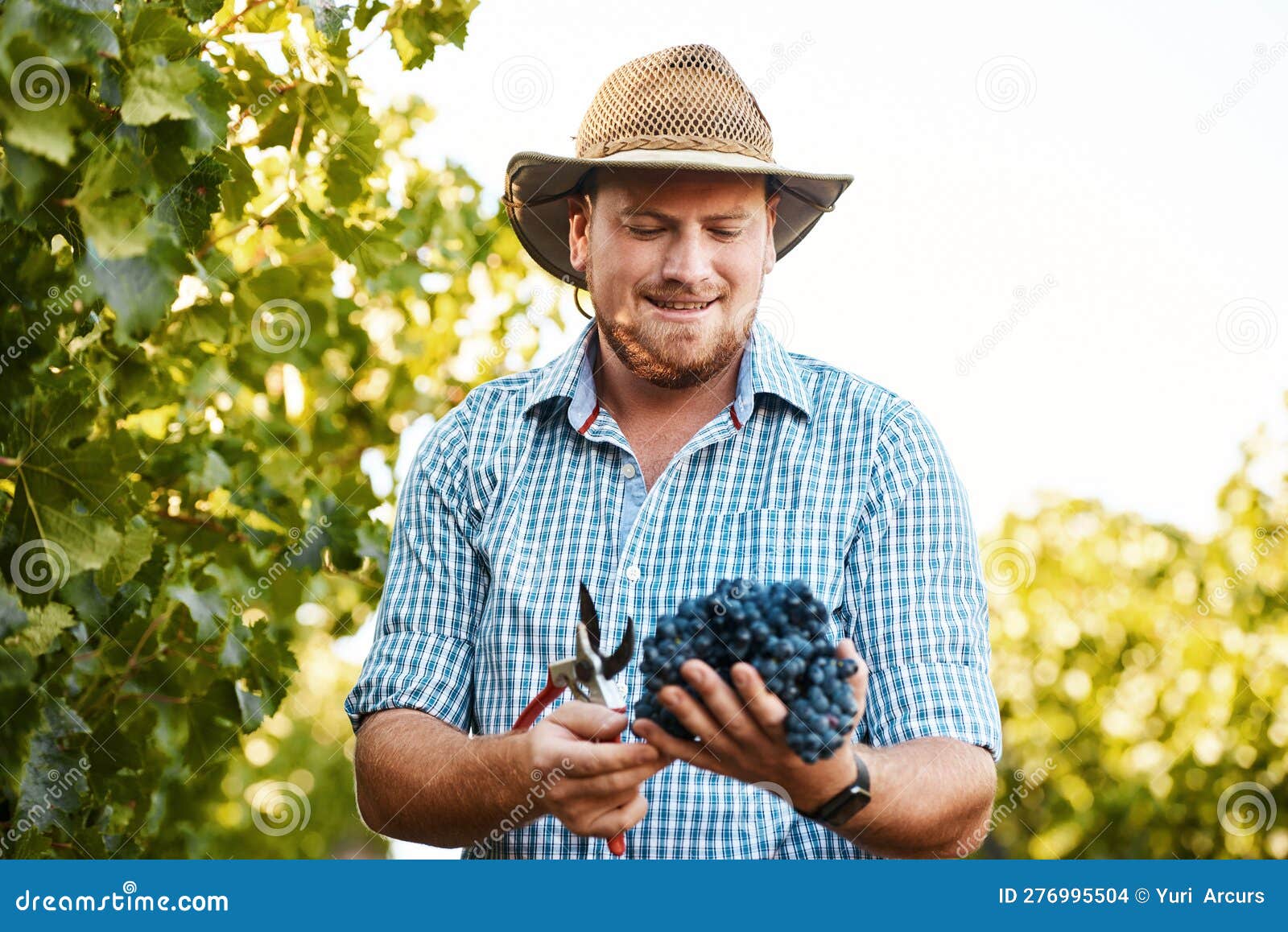 Holding the Rewards of His Hard Work. a Farmer Holding a Bunch of ...
