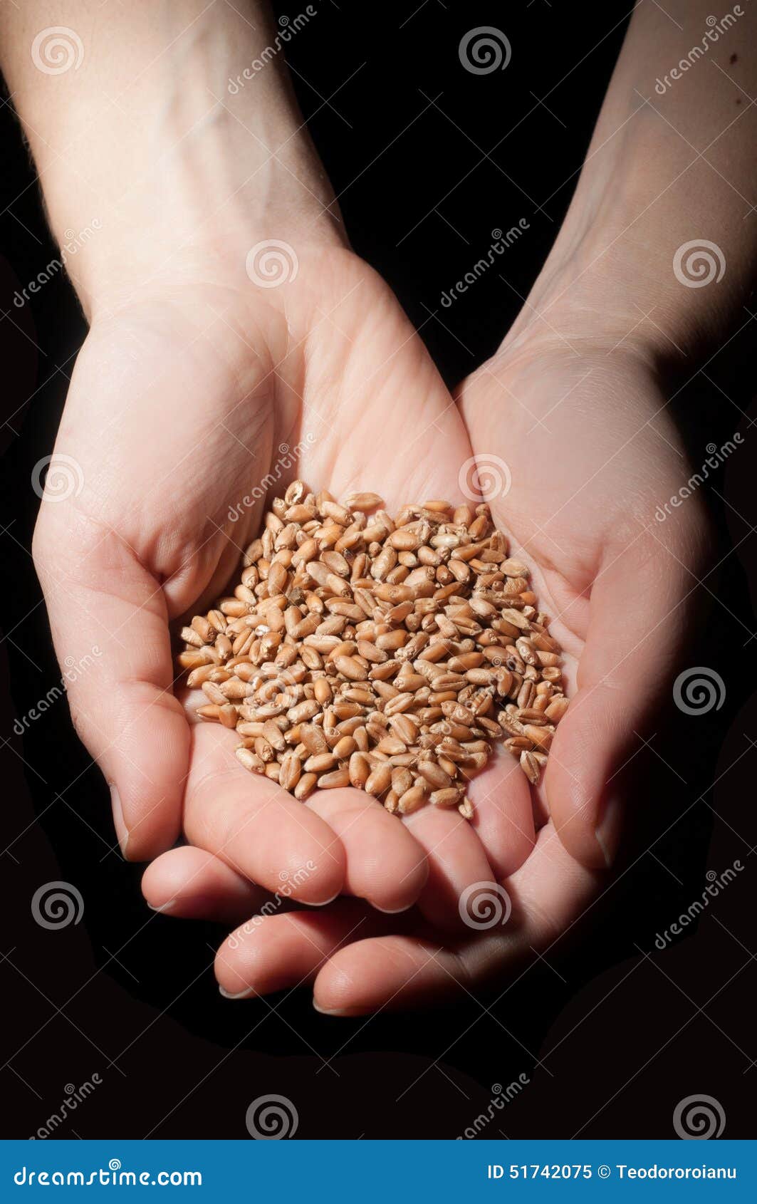 Holding seeds in hands stock image. Image of garden, greenhouse - 51742075