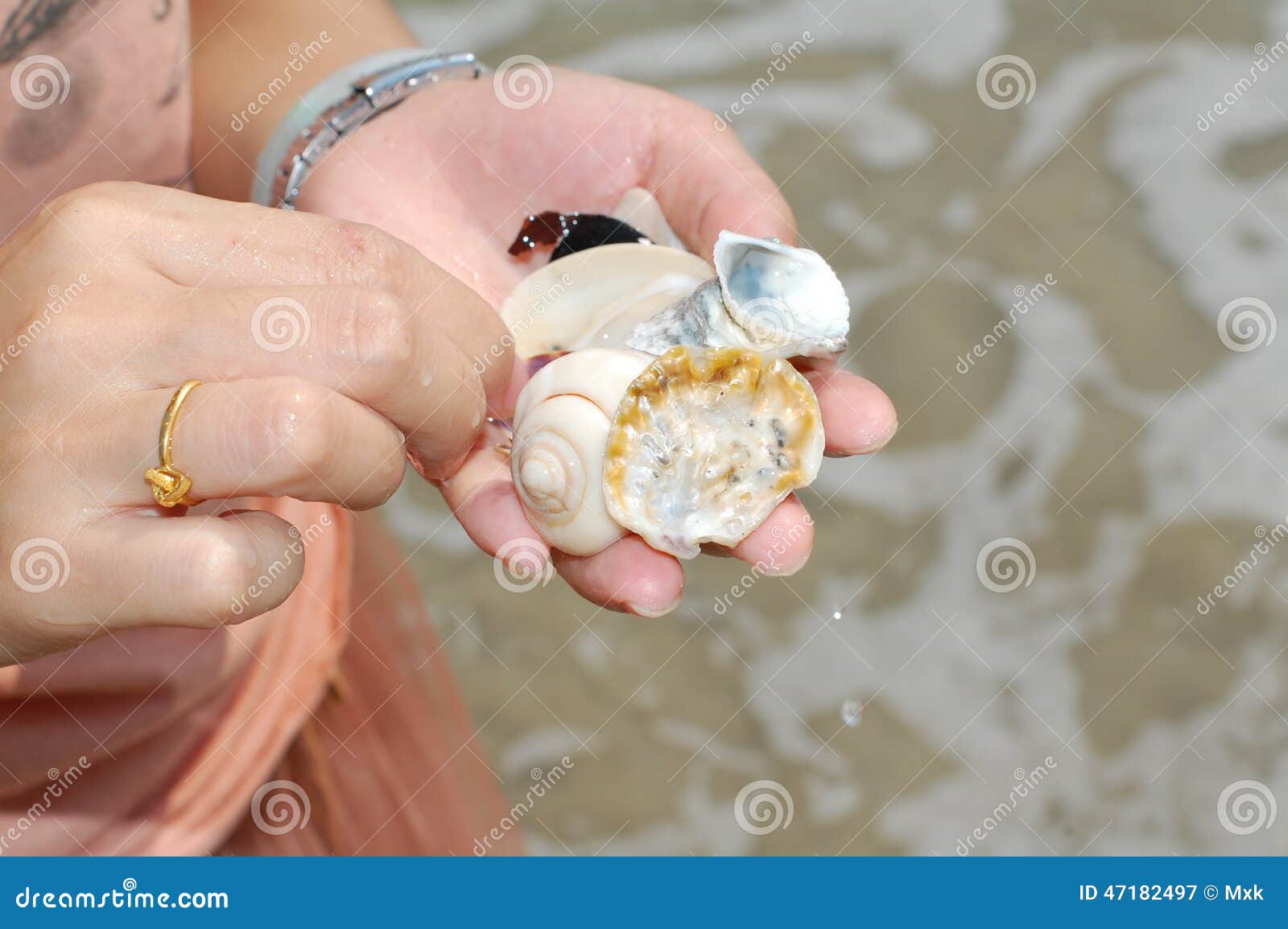 Holding shells stock image. Image of girl, hand, relaxation - 47182497
