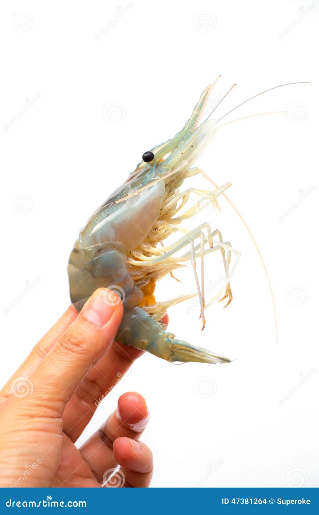 Holding shrimp stock photo. Image of shrimp, plate, seafood - 47381264