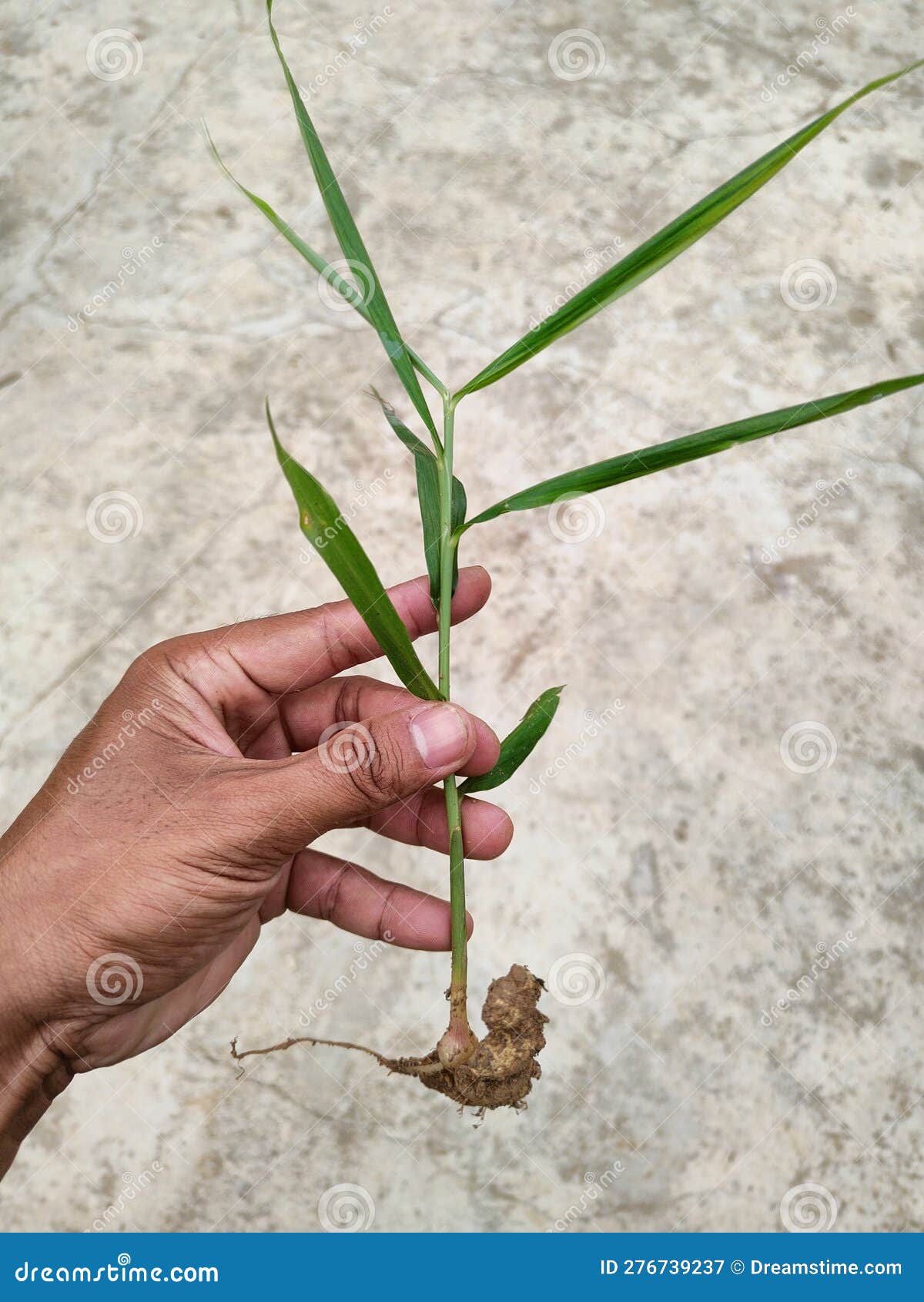 Holding a Small Ginger Tree Stock Image - Image of leaf, tree: 276739237