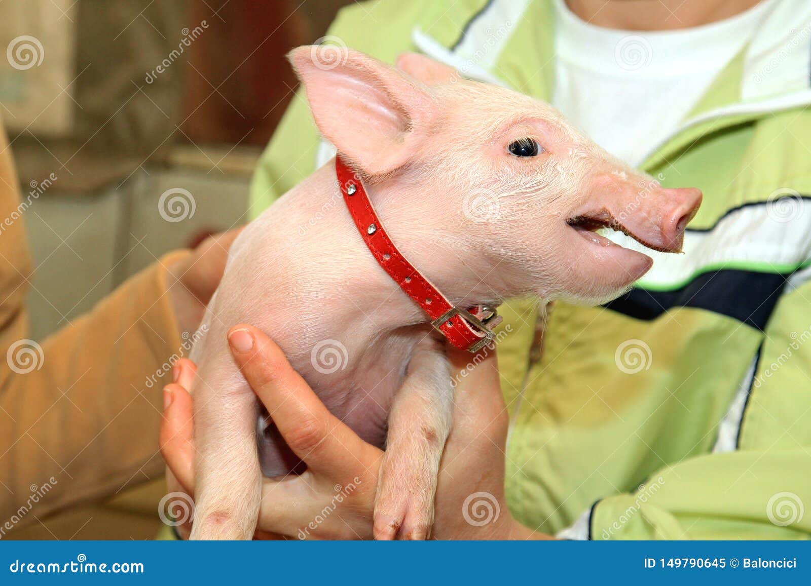 Pet Piglet stock image. Image of animal, legs, collar - 149790645