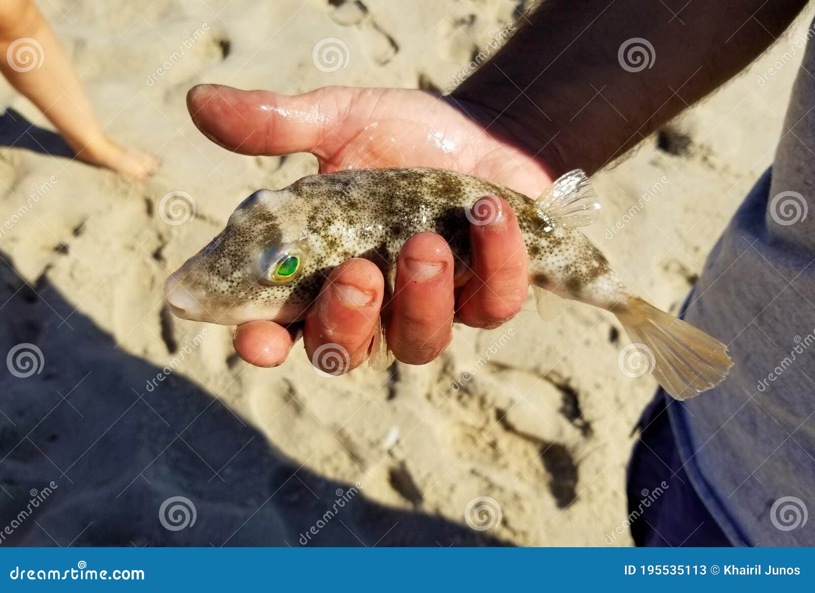 Holding a Small Puffer Fish Caught from the Beach Stock Image - Image ...