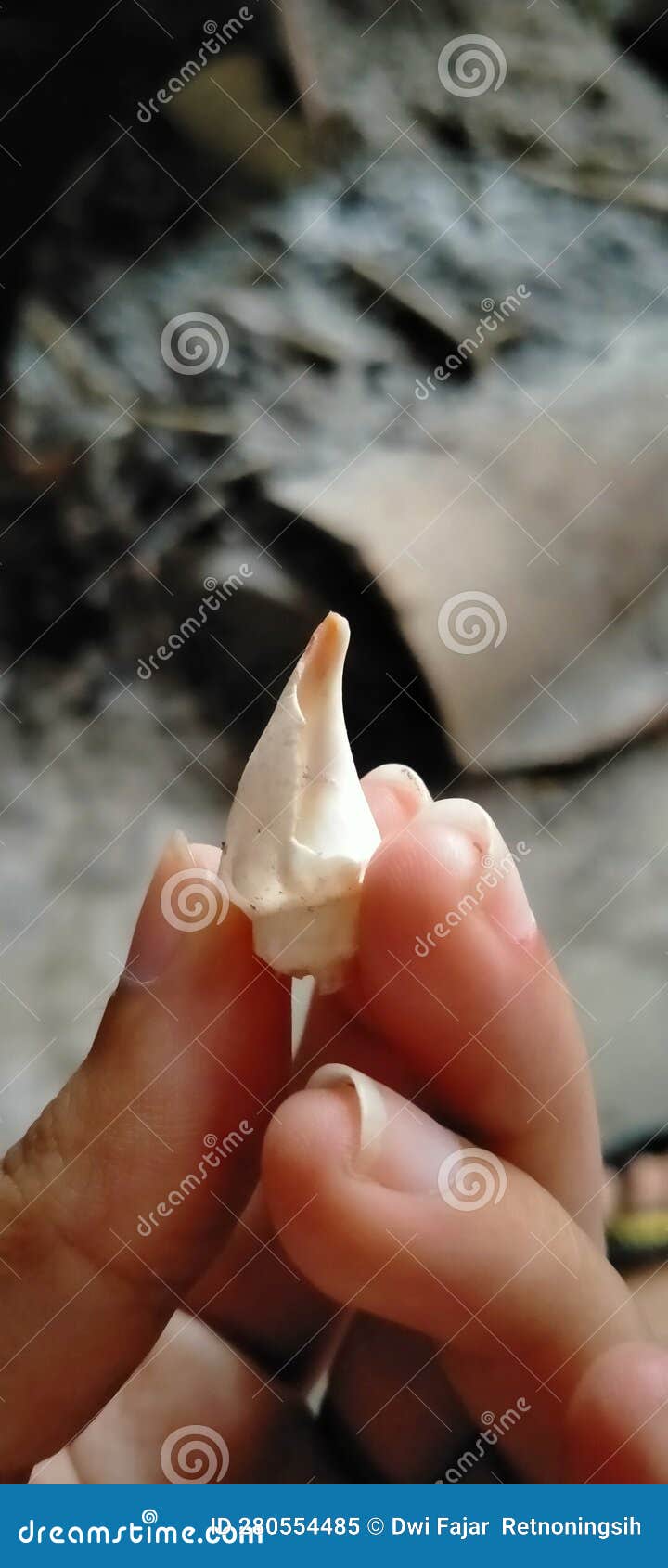 Holding a Small Shell from the Sea Stock Image - Image of little, focus ...