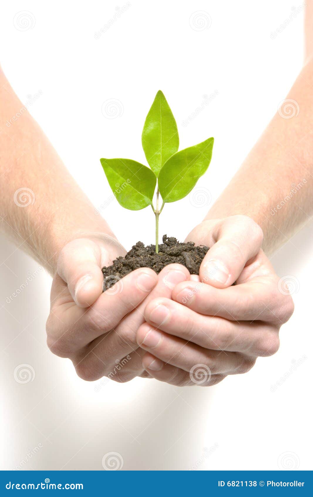 Holding a small sprout stock photo. Image of concept, grow - 6821138