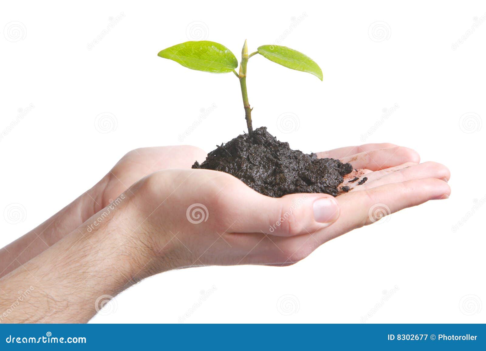 Holding Sprout Picture. Image: 8302677