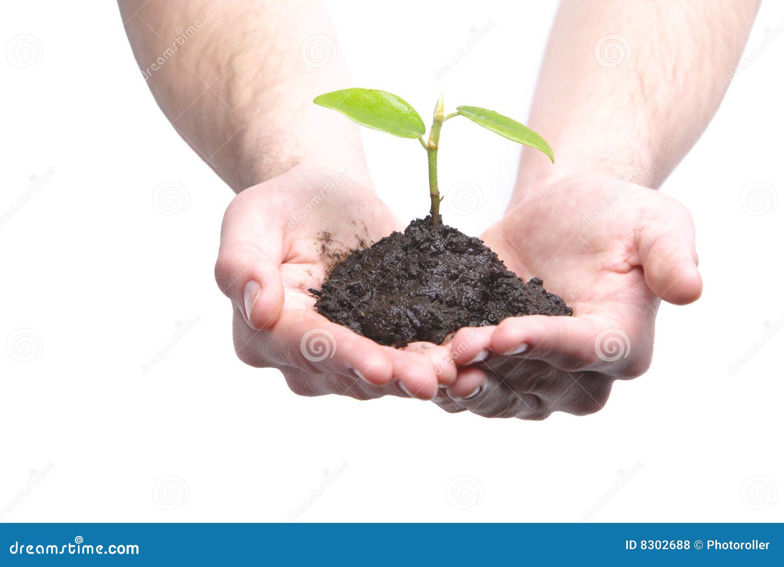 Holding Sprout Picture. Image: 8302688