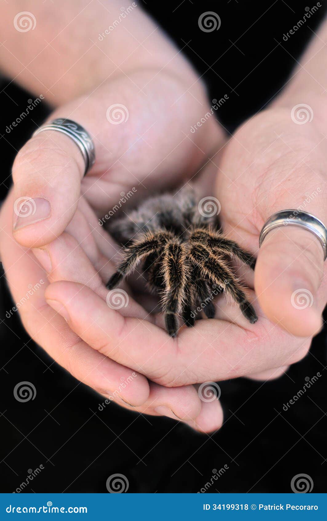 Holding a tarantula stock photo. Image of rings, spider - 34199318