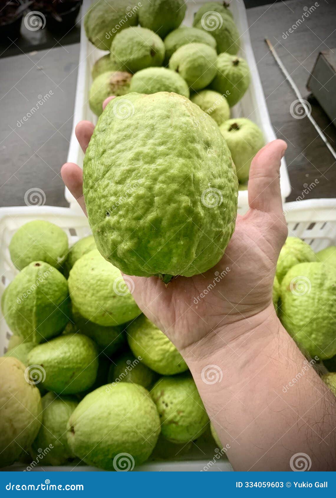Holding Thai Guava Fruit stock image. Image of evergreen - 334059603